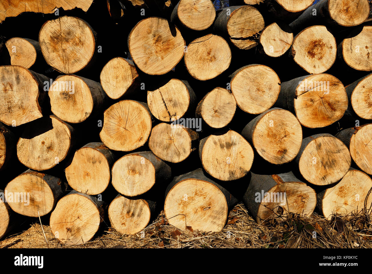 tree, clipping path, clearing, forest, cutting, raw, nature, natural ...