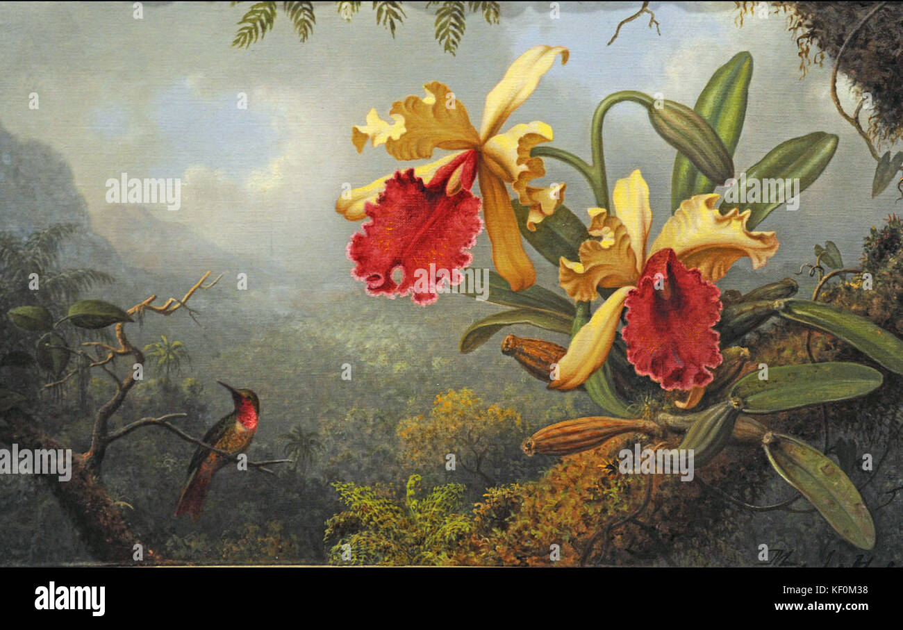 Martin Johnson Heade Orchids And Hummingbird Stock Photo - Alamy