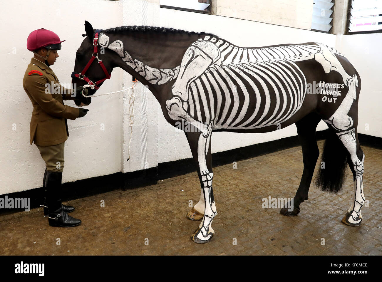 Horse Skeleton Painted