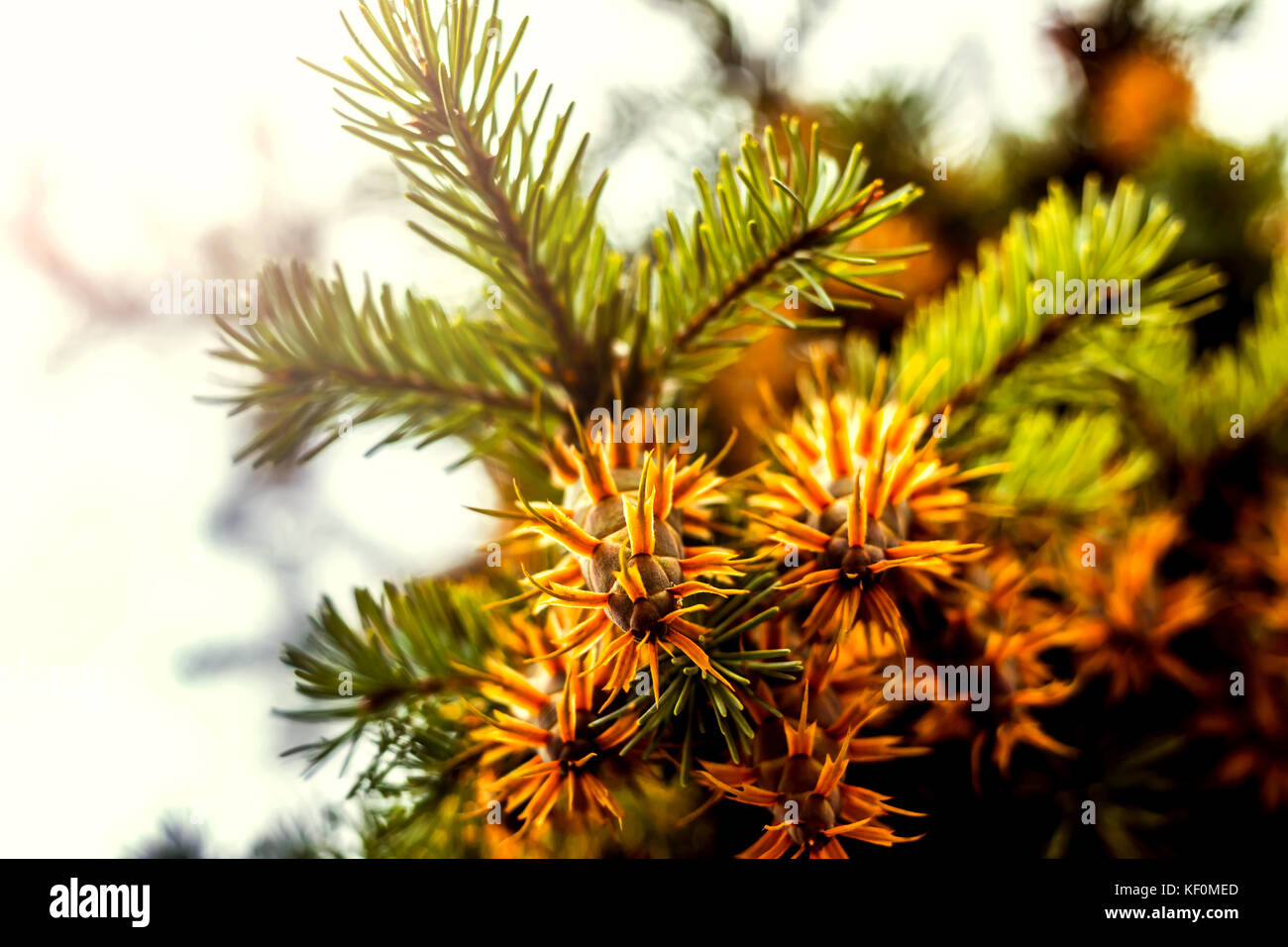 Douglas fir tree branch with cones on autumn. Closeup Stock Photo - Alamy