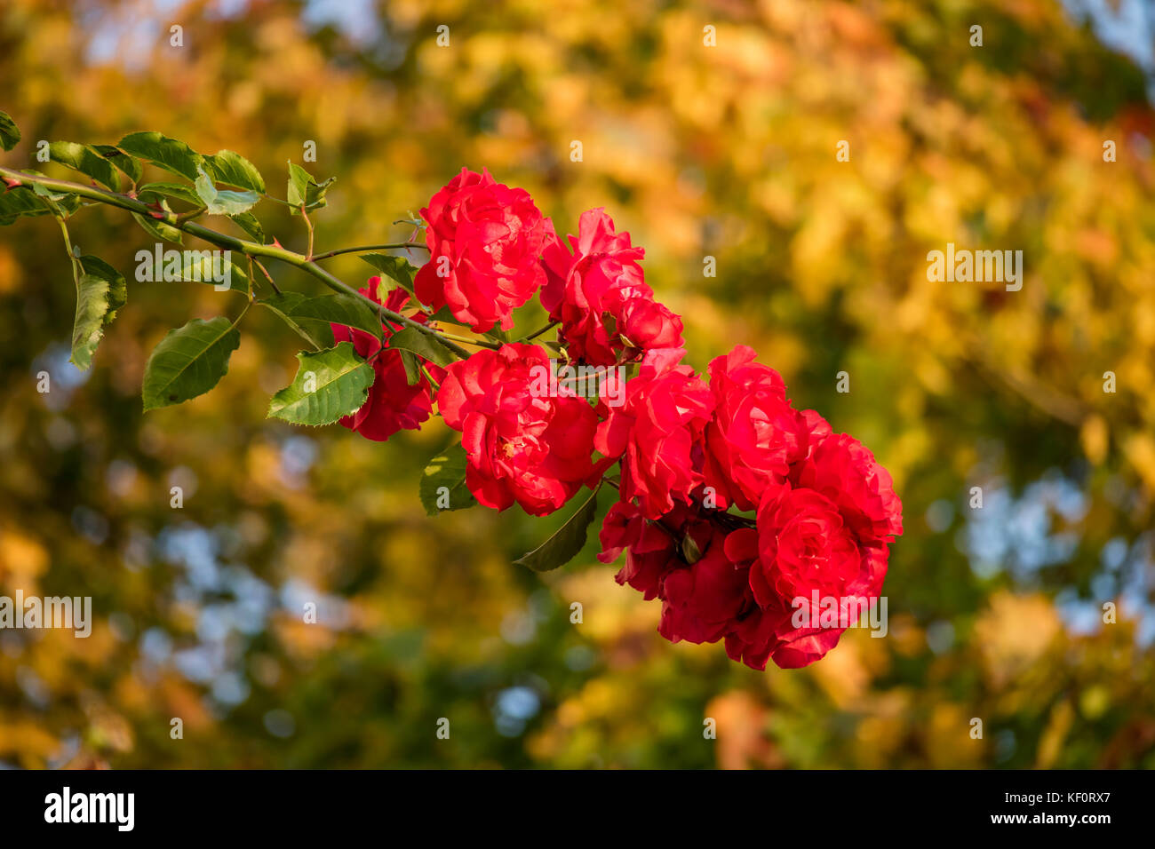 rose blossom in autumn Stock Photo - Alamy