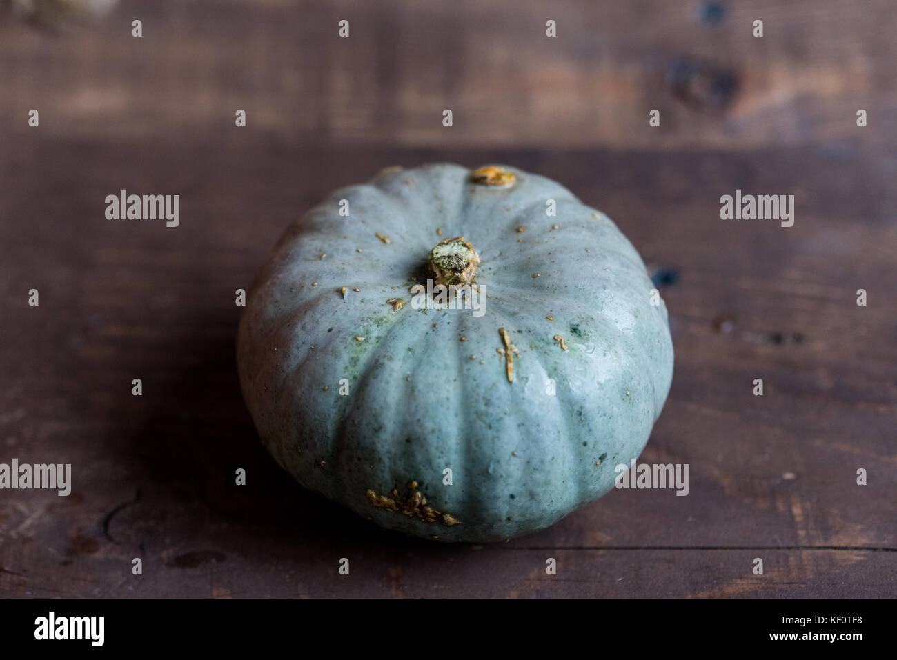 Studio shot of small blue Queensland pumpkin Stock Photo - Alamy