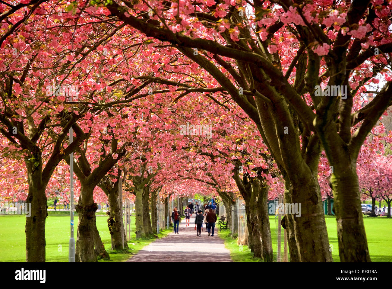 Cherry meadows hi-res stock photography and images - Alamy