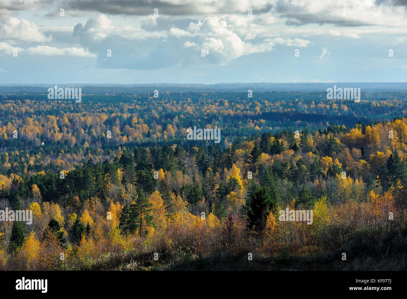 colors of forest in autumn in the northwest of Russia Stock Photo - Alamy