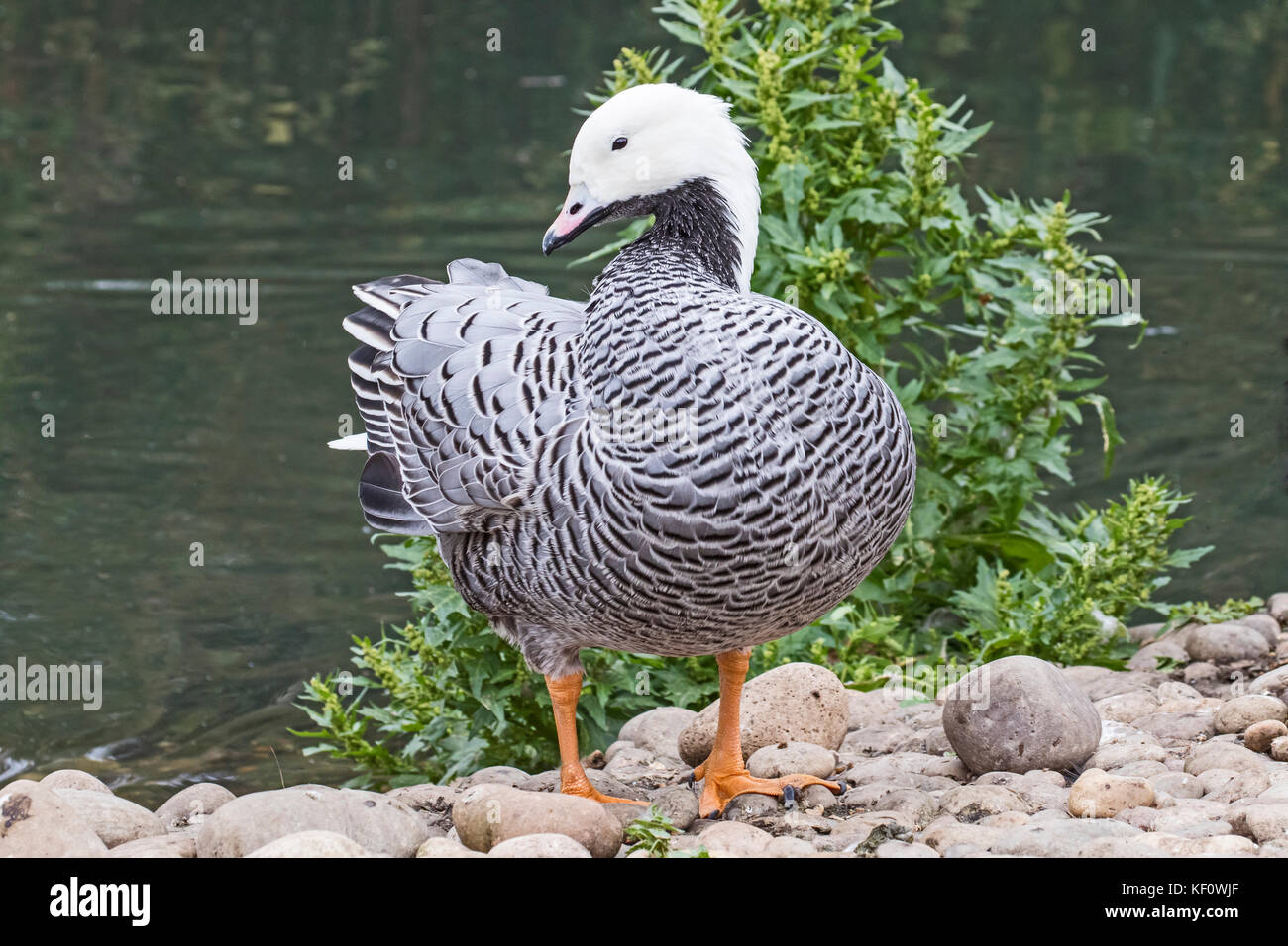 Emperor goose hi-res stock photography and images - Alamy