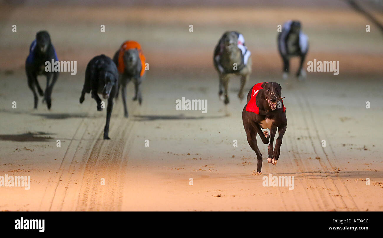 Droopys Expert wins the All England Cup Final Race 10 during the ...