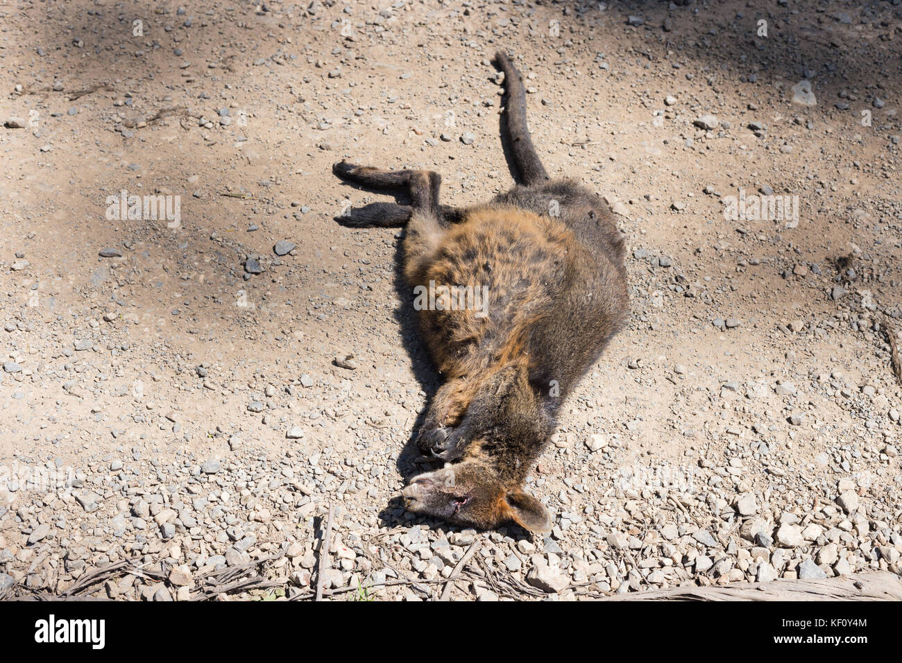 A dead kangaroo (wallaby) on the road killed by a car Stock Photo - Alamy