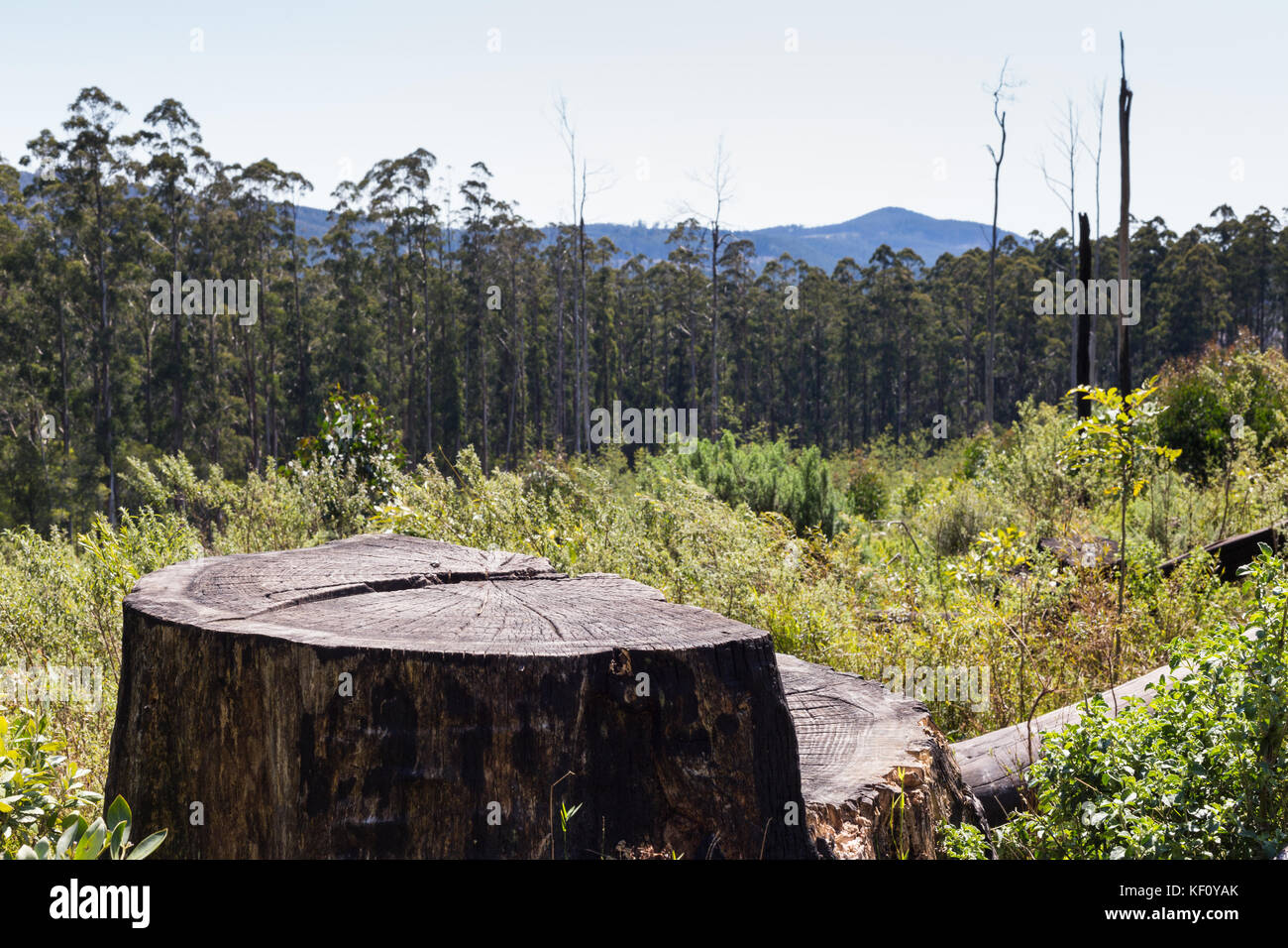 Deforestation and logging of forests Stock Photo - Alamy