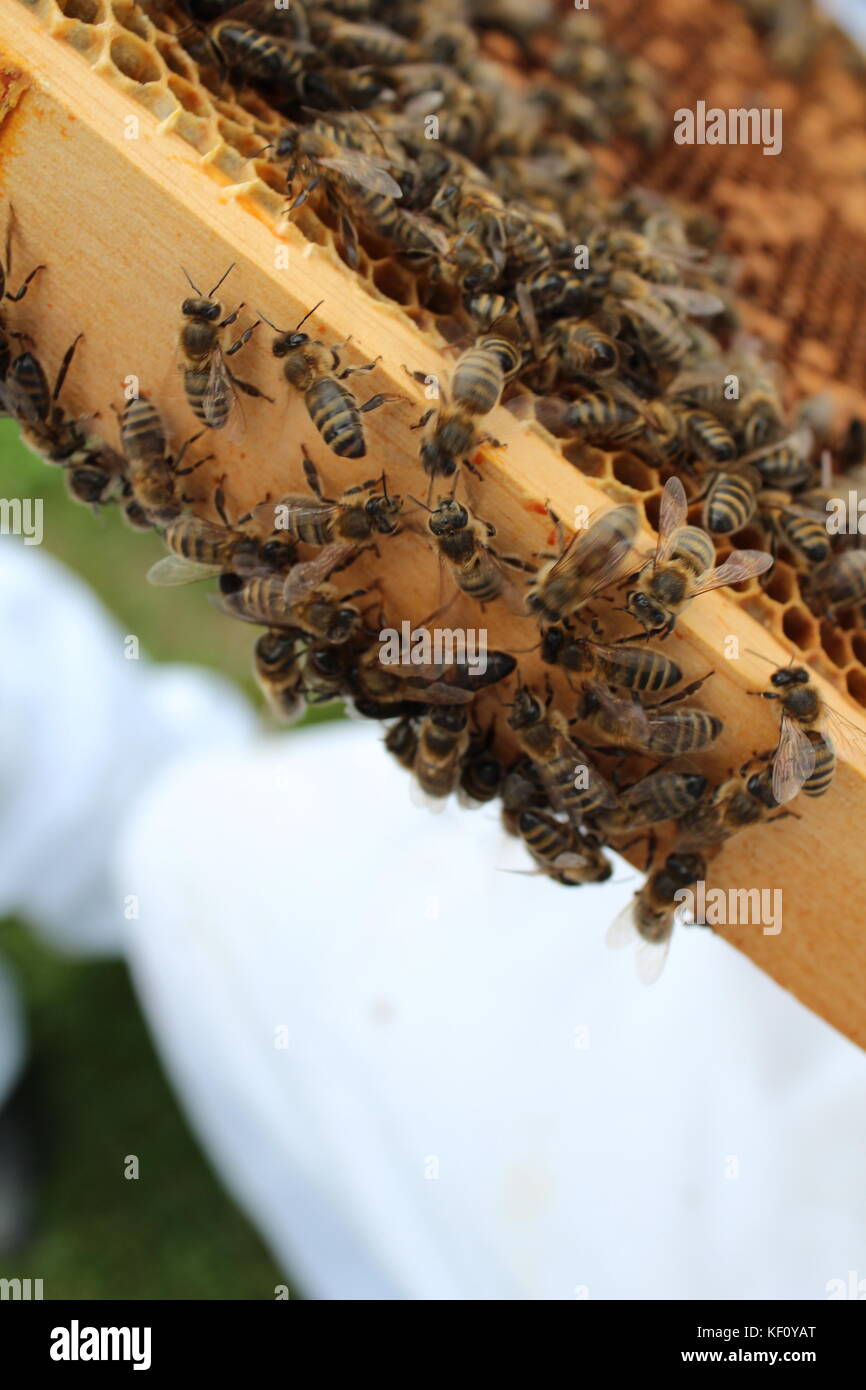 Bee colony queen hi-res stock photography and images - Alamy