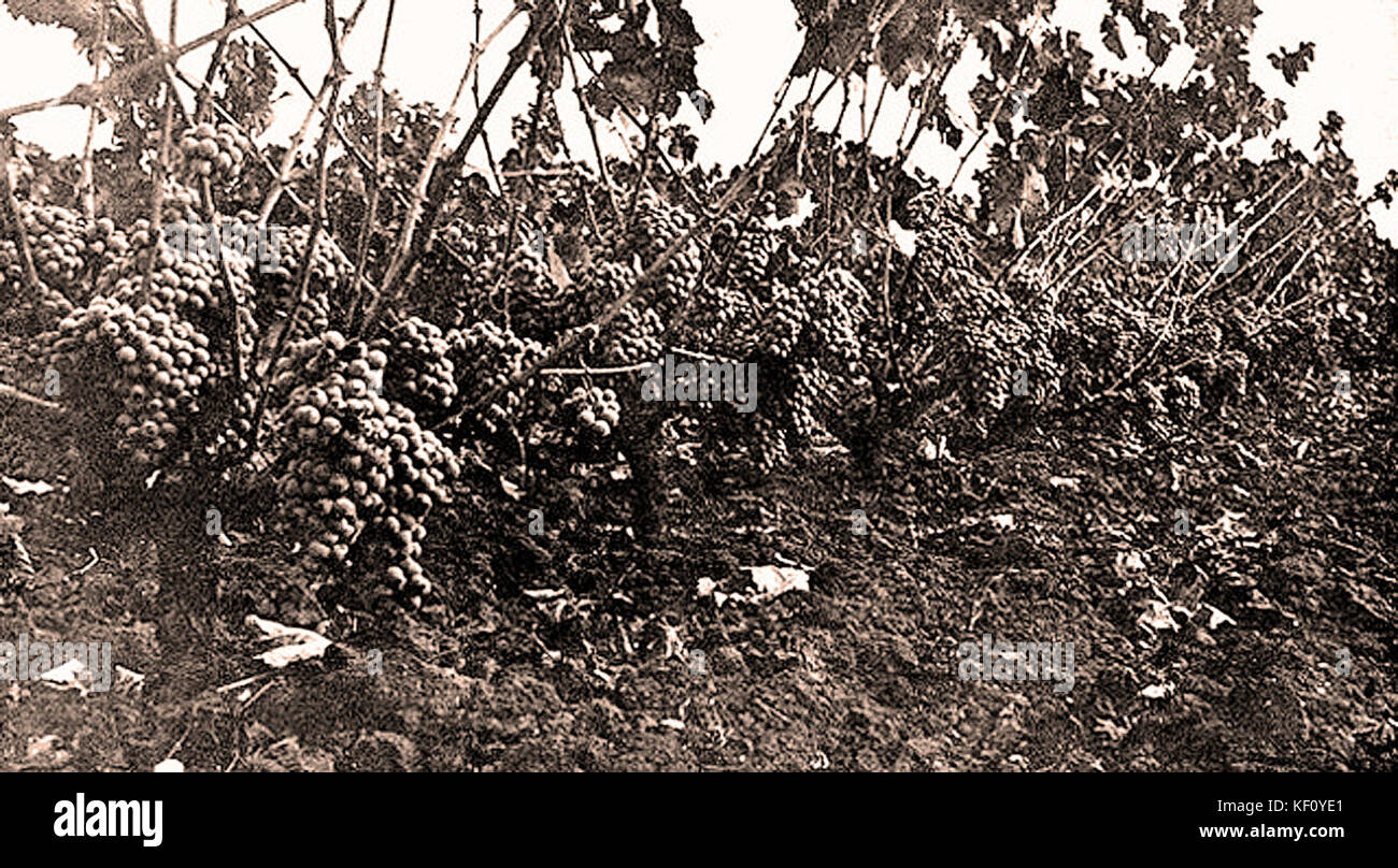 Maroc Vignes de Beni Ama Stock Photo - Alamy