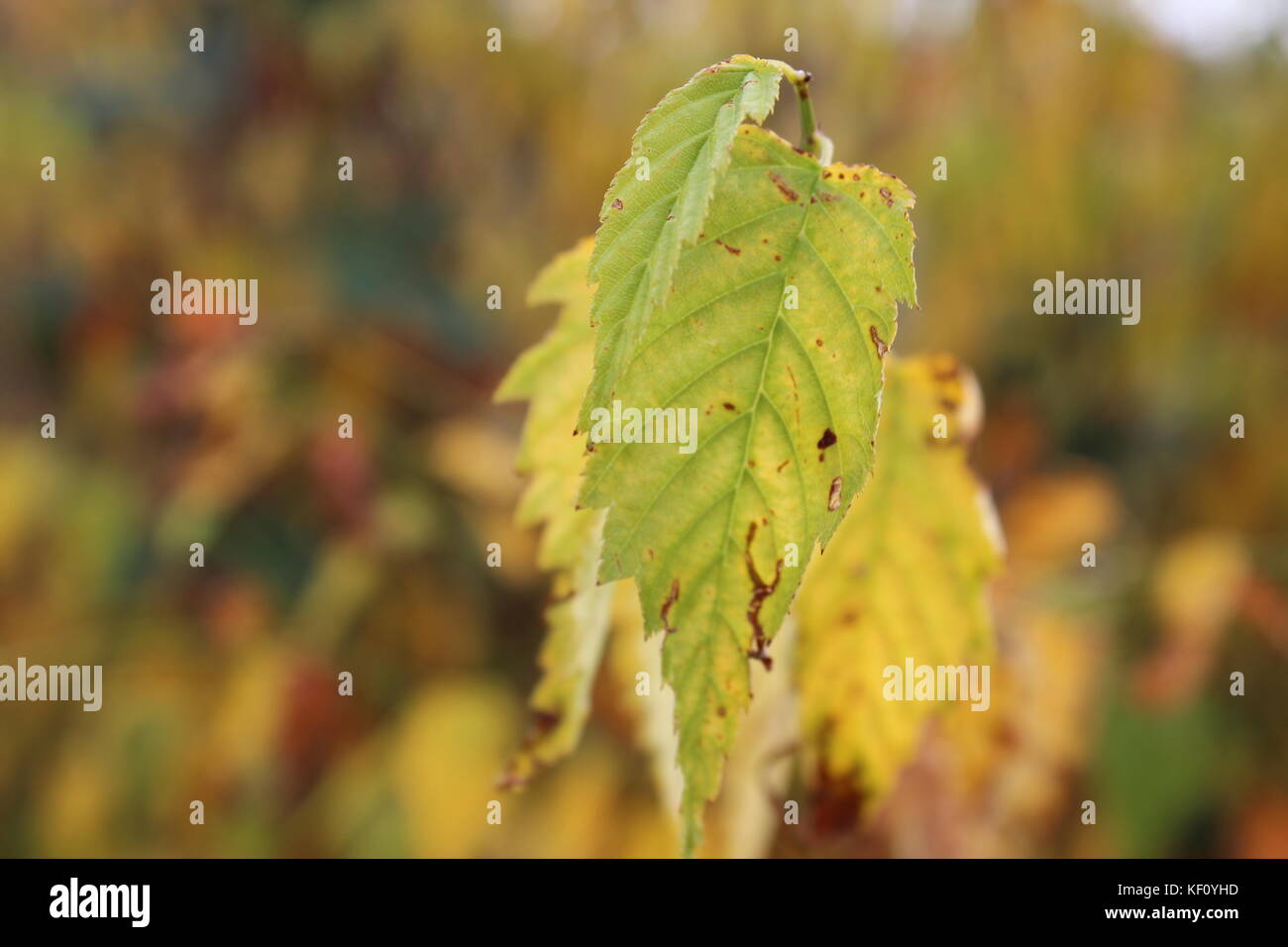 Outdoor adveture hi-res stock photography and images - Alamy