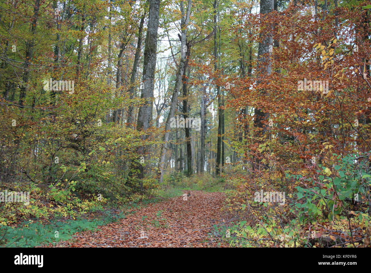 Colorfull forest hi-res stock photography and images - Alamy