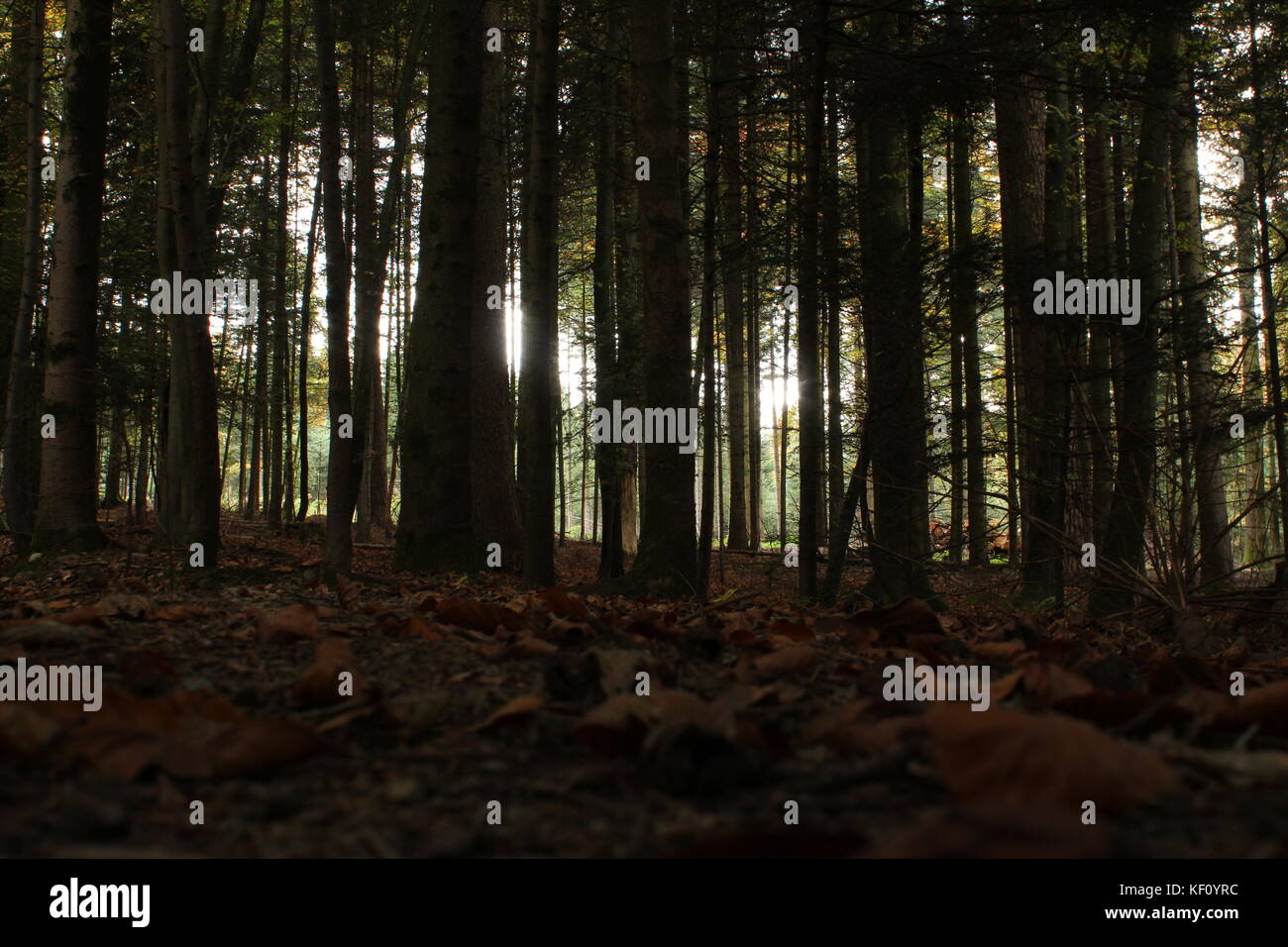 After noon in the forest hi-res stock photography and images - Alamy