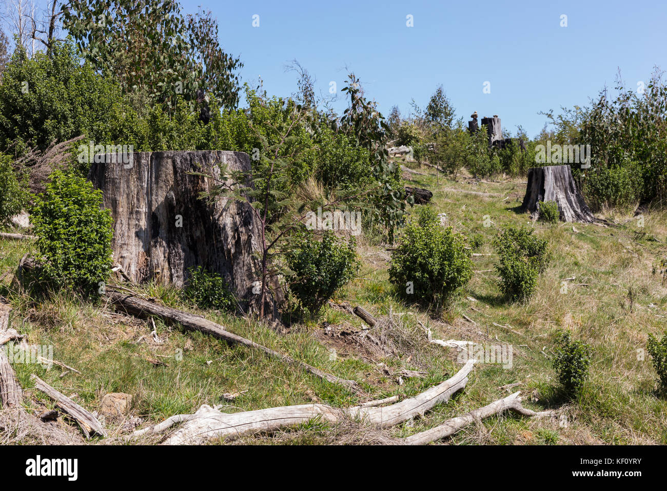 Deforestation and logging of forests Stock Photo - Alamy
