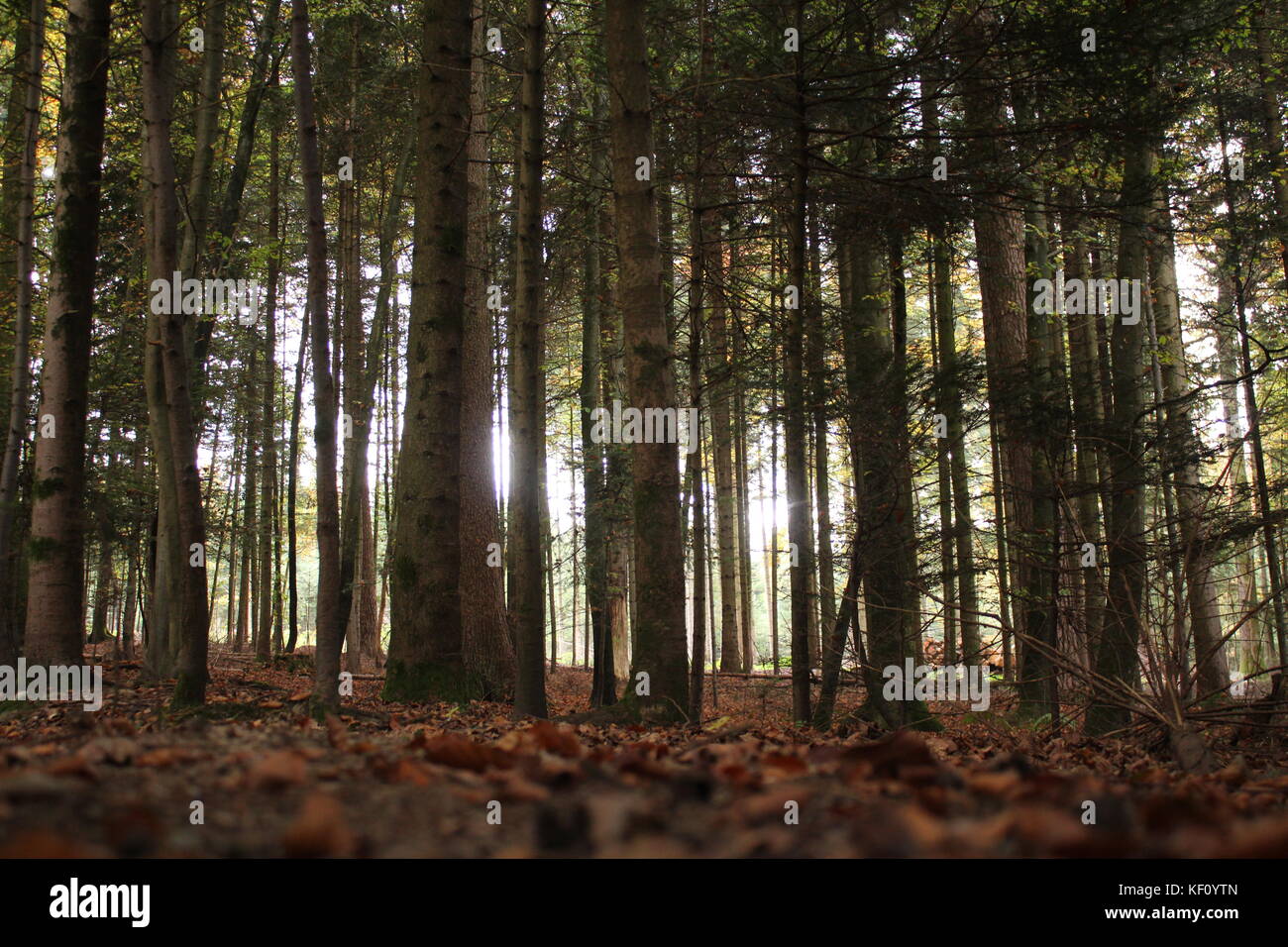 Forest in autumn Stock Photo - Alamy