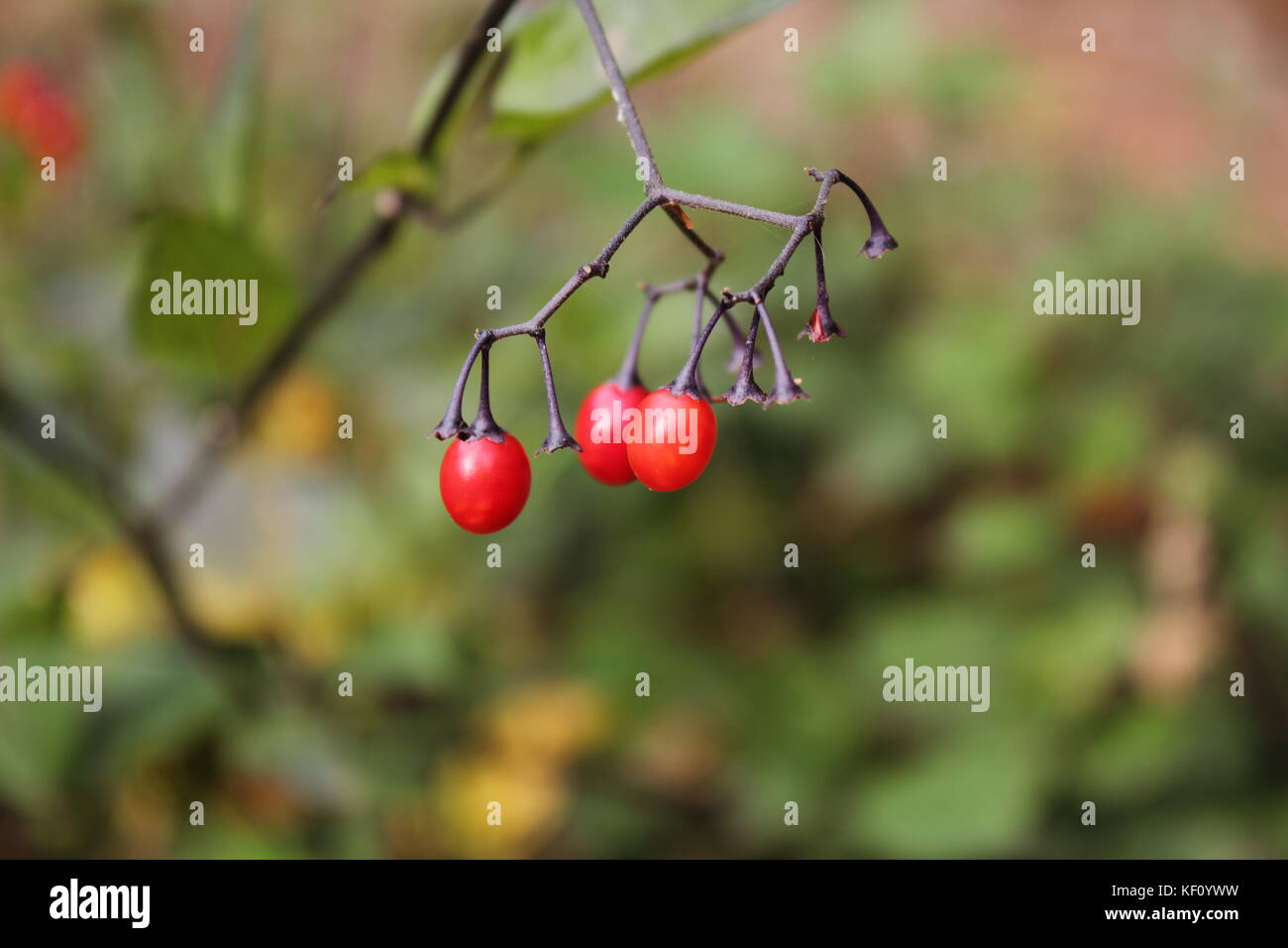 Fruit of the forest hi-res stock photography and images - Alamy