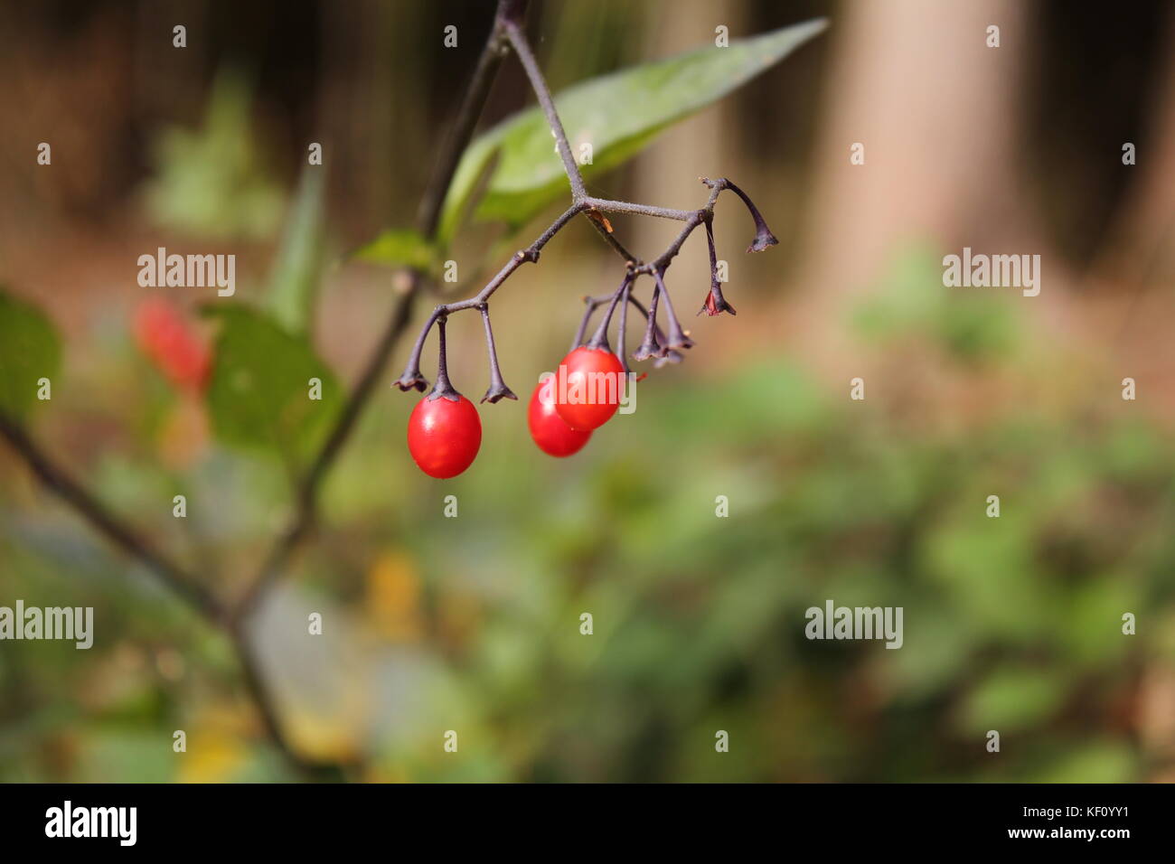 Red berries in Forest Stock Photo - Alamy