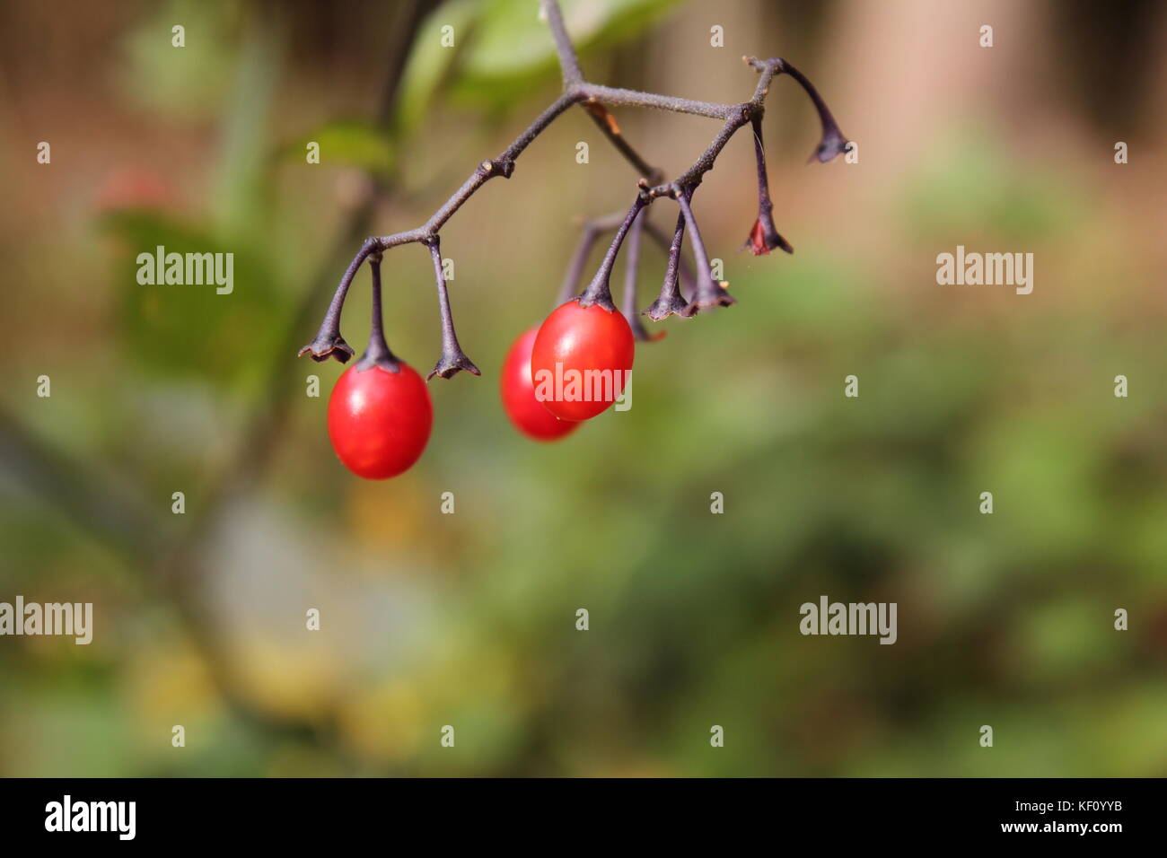 Red berries in Forest Stock Photo - Alamy