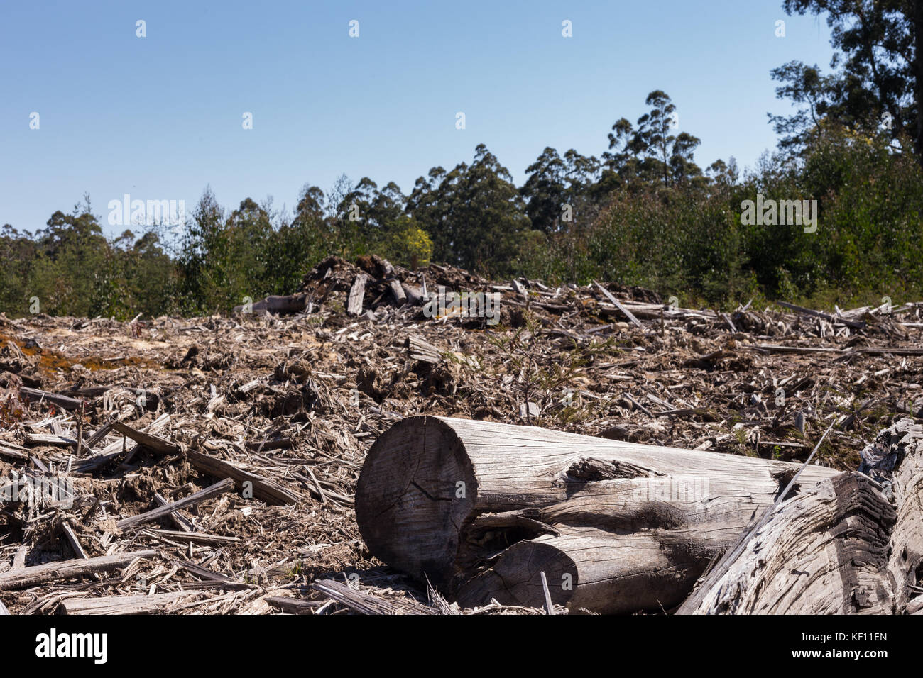 Deforestation and logging of forests Stock Photo - Alamy
