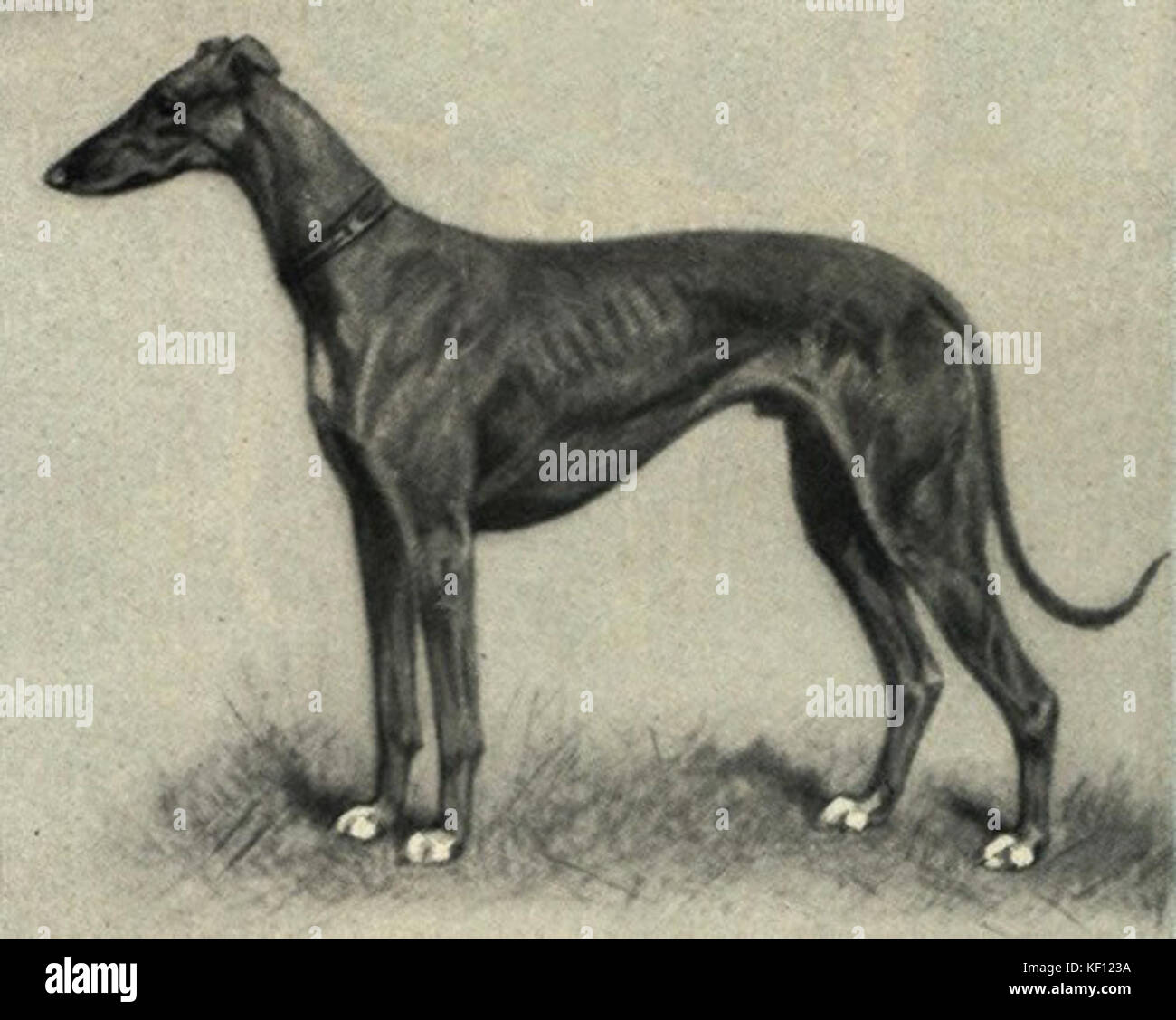 Portrait greyhound hi-res stock photography and images - Alamy