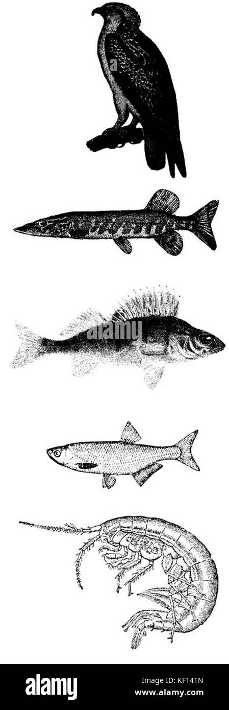 Selection of food Black and White Stock Photos & Images - Alamy