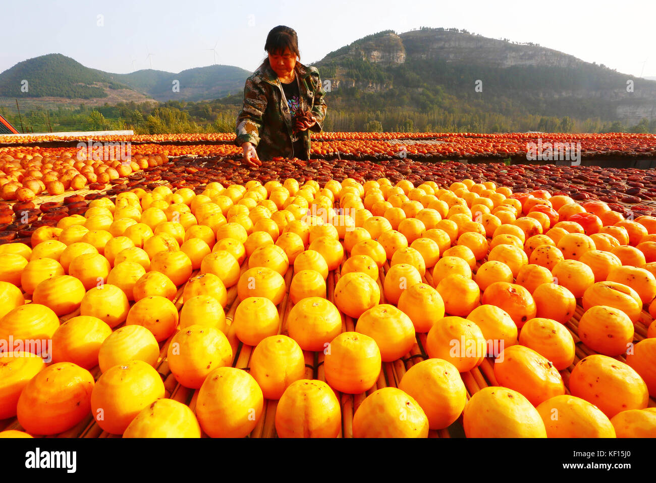 Zaozhuan, Zaozhuan, China. 24th Oct, 2017. A peasant airs the ...