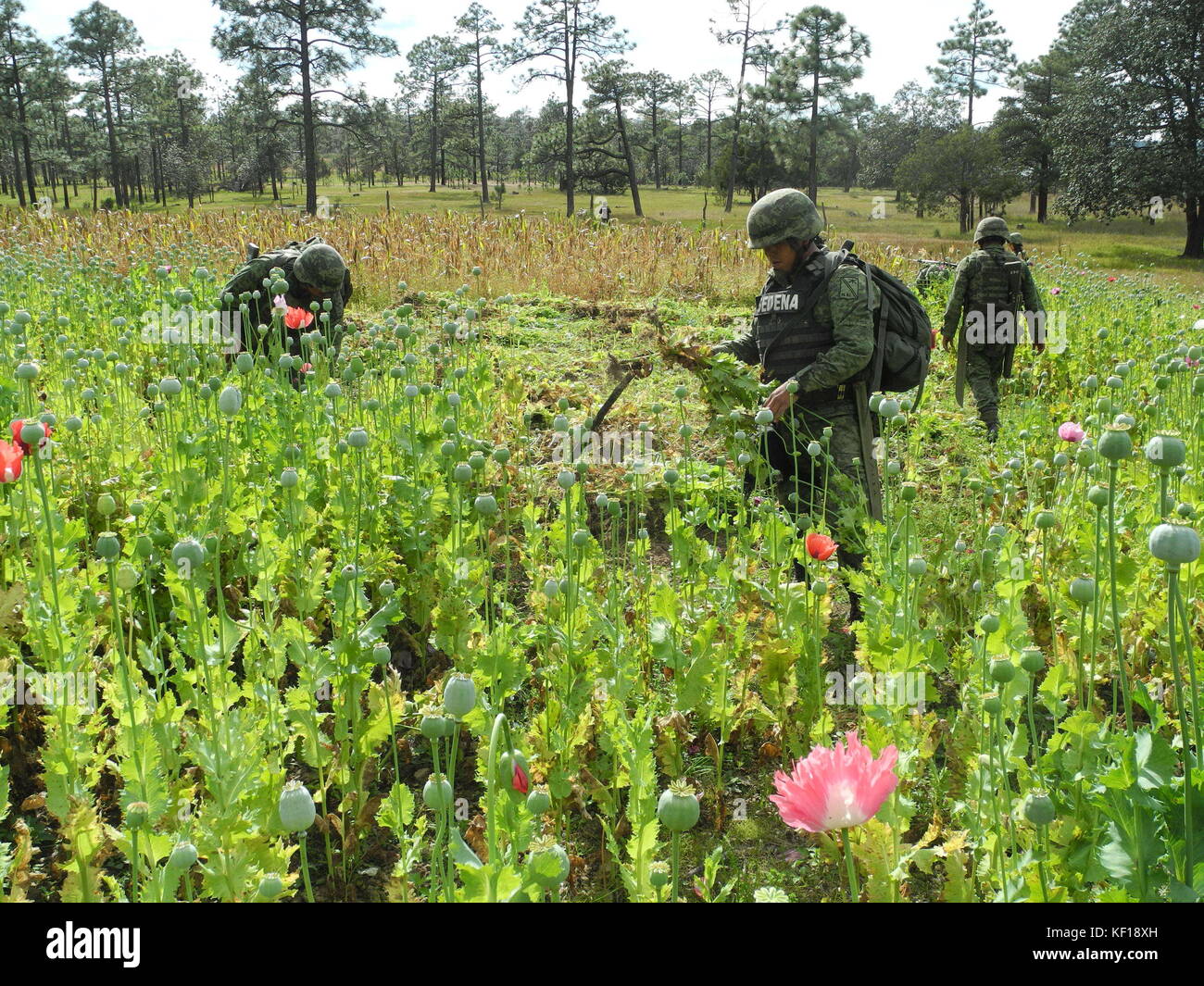 Opium field mexico hi-res stock photography and images - Alamy