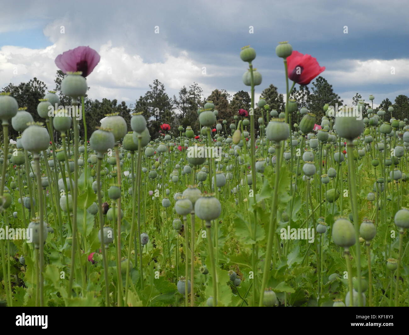 Chihuahua, Mexico. 18th Oct, 2017. An opium poppy field near Guachochi ...