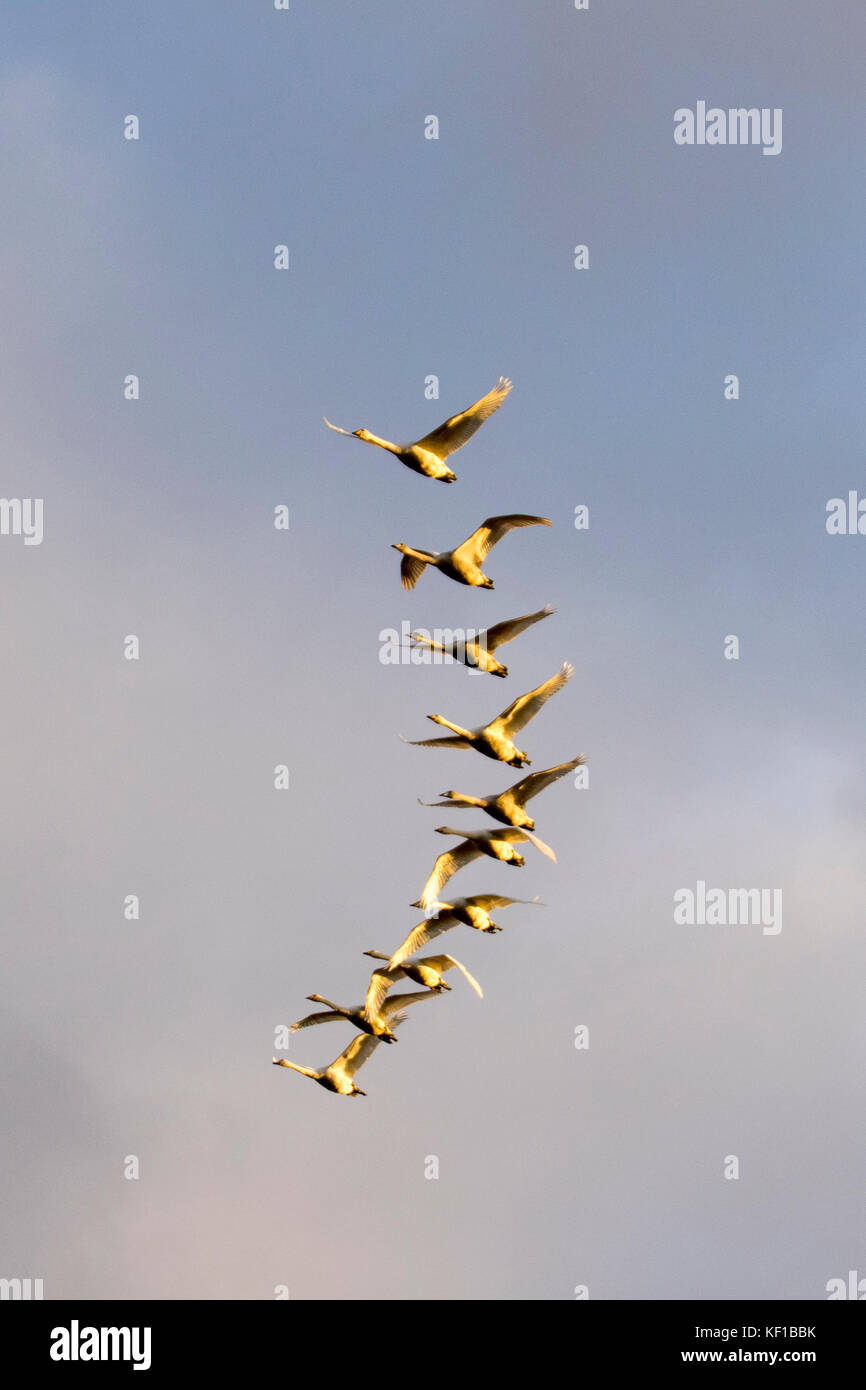 Whooper swans flying in formation hi-res stock photography and images ...