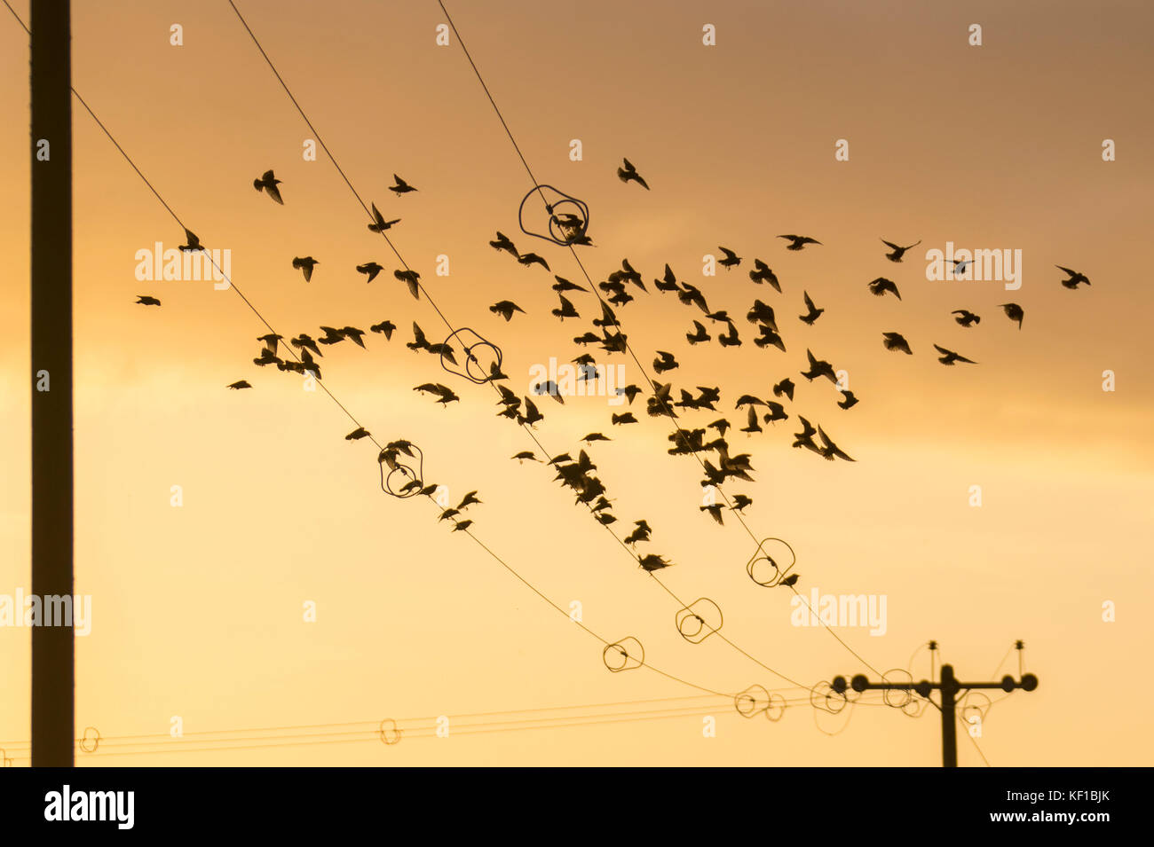 Birds winter roost huddle hi-res stock photography and images - Alamy