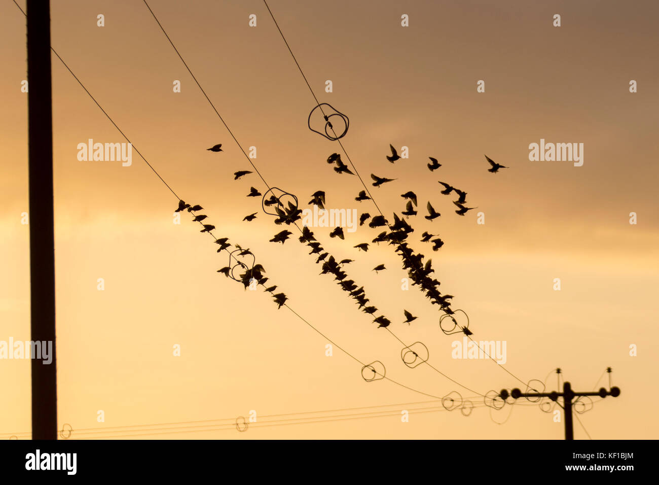 Southport, Lancashire. 25th Oct, 2017. UK Weather. Starling mumuration ...