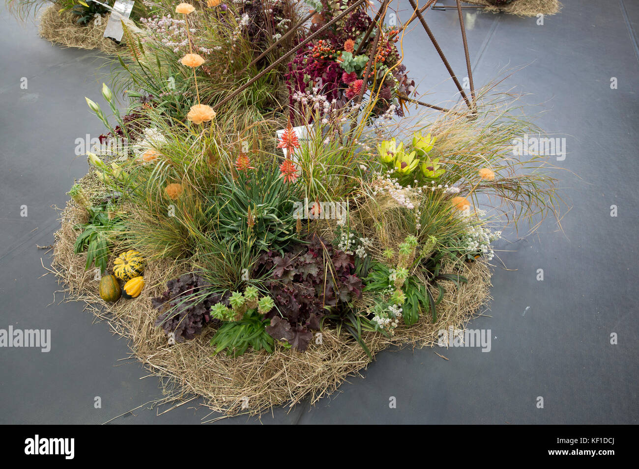 RHS Halls, London, UK. 25 October, 2017. To mark the arrival of the ...