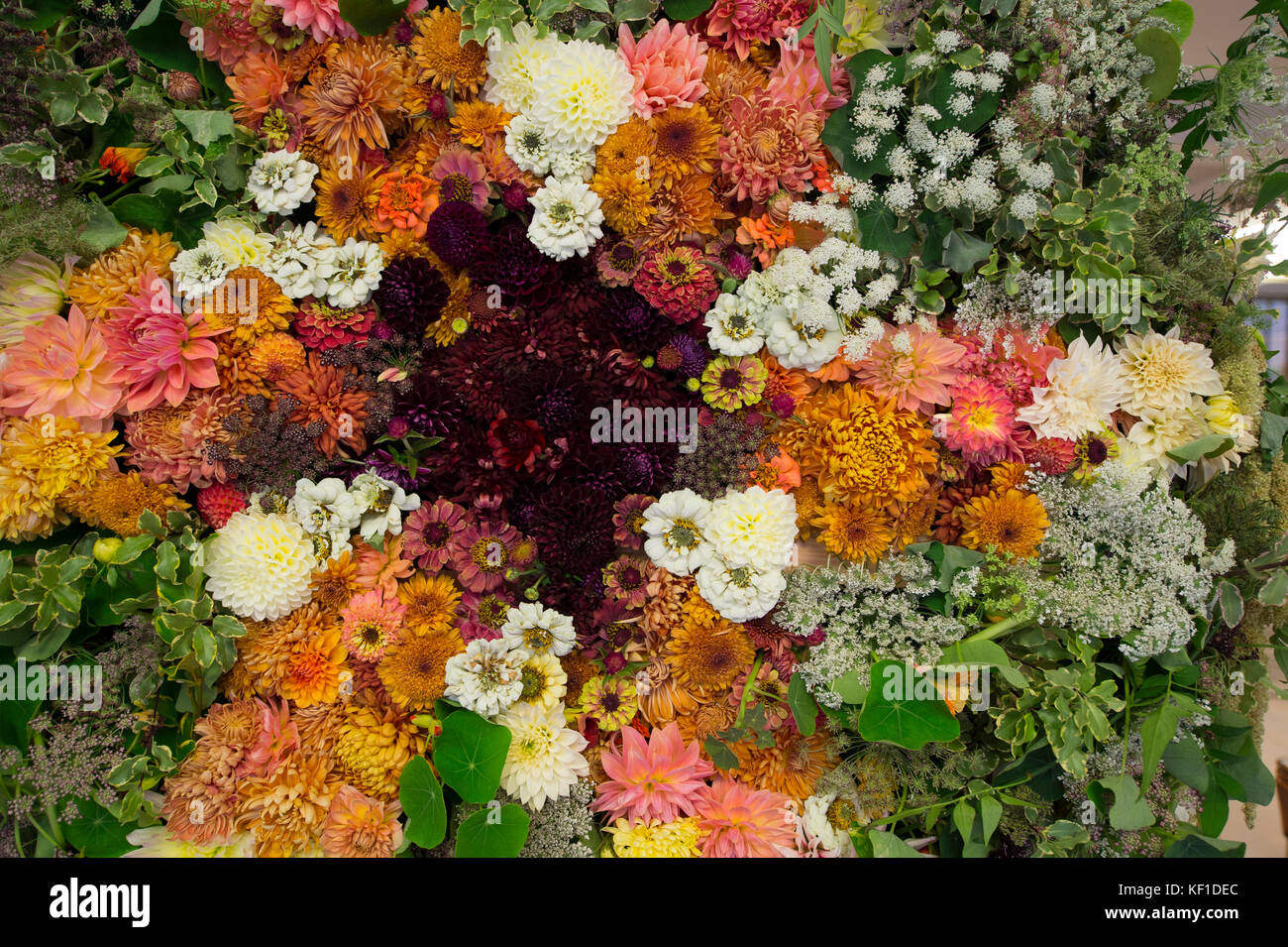 Electric daisy flower farm london hi-res stock photography and images ...