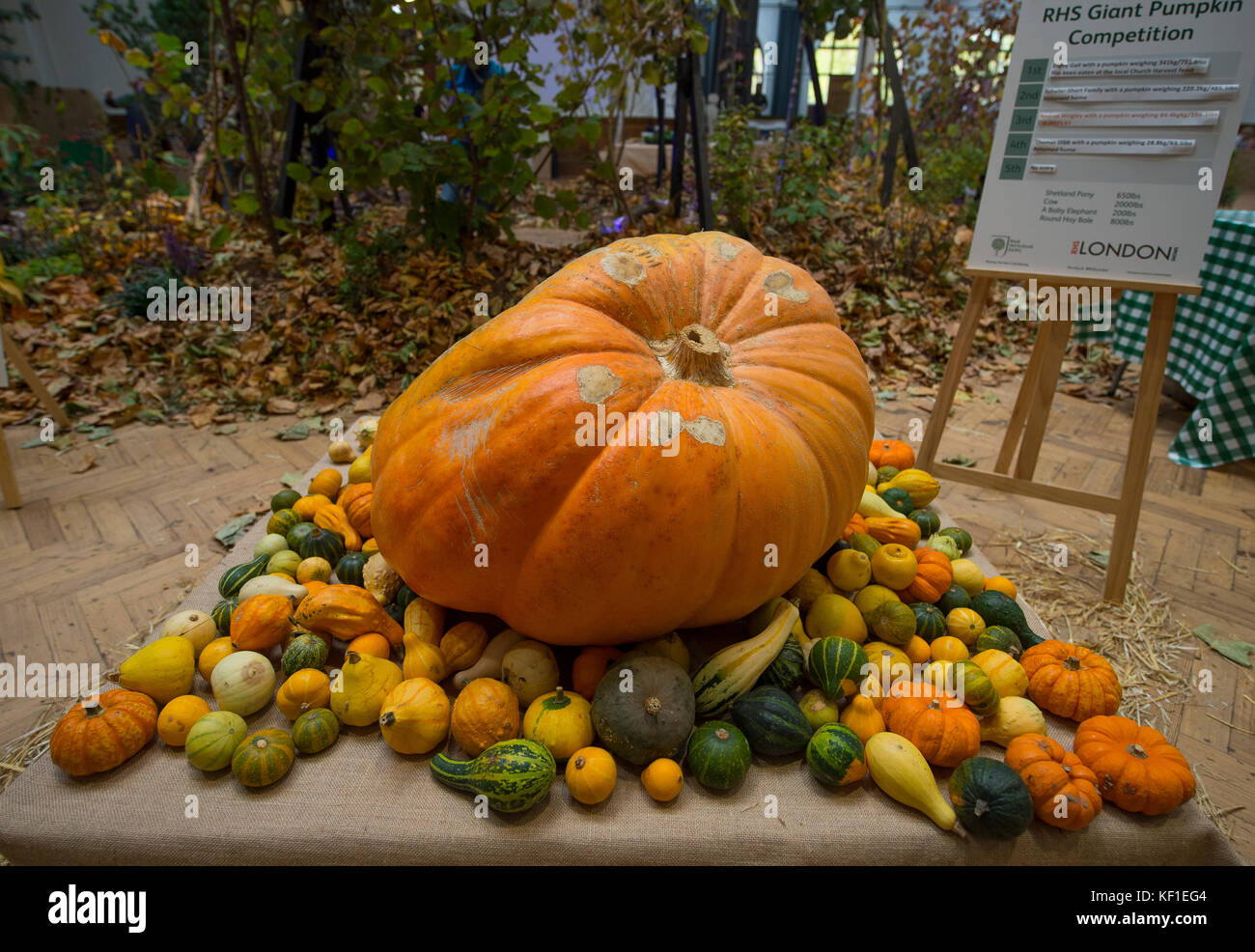 RHS Halls, London, UK. 25 October, 2017. To mark the arrival of the ...