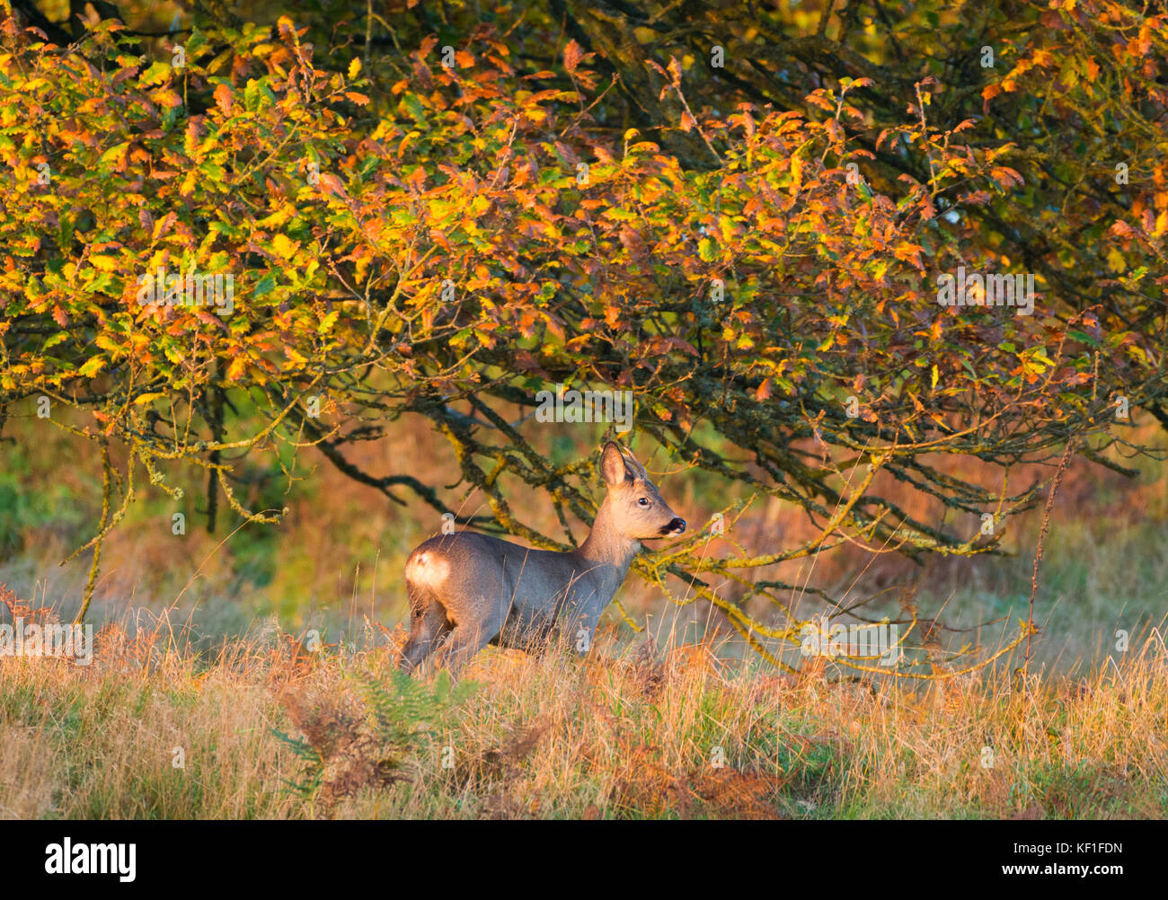 Burrow Hill, UK. October 25 2017. Roe Deer at sunrise on Burrow Hill ...