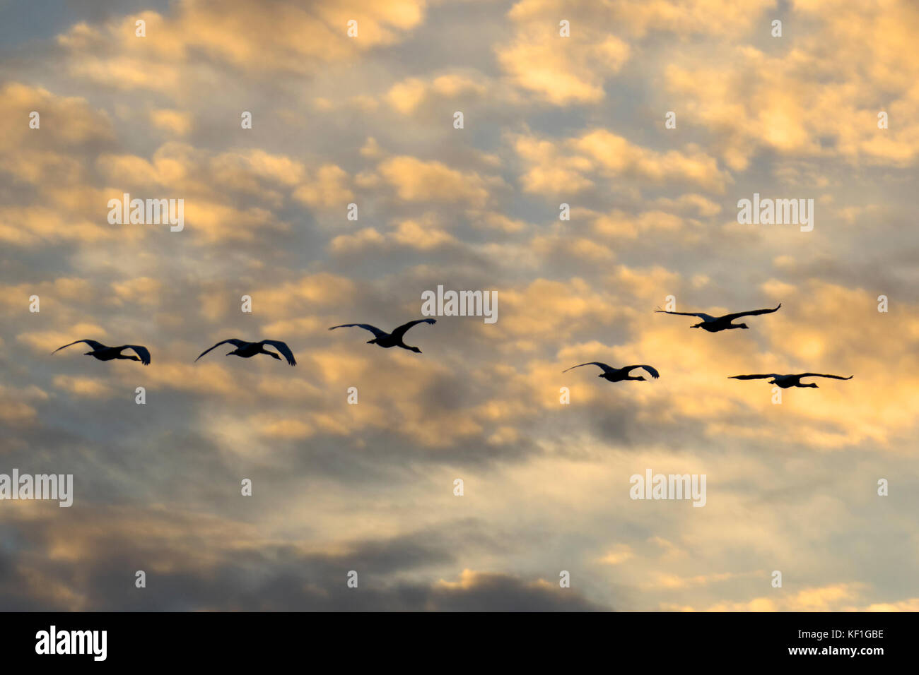 Bewick swans arrive in britain hi-res stock photography and images - Alamy