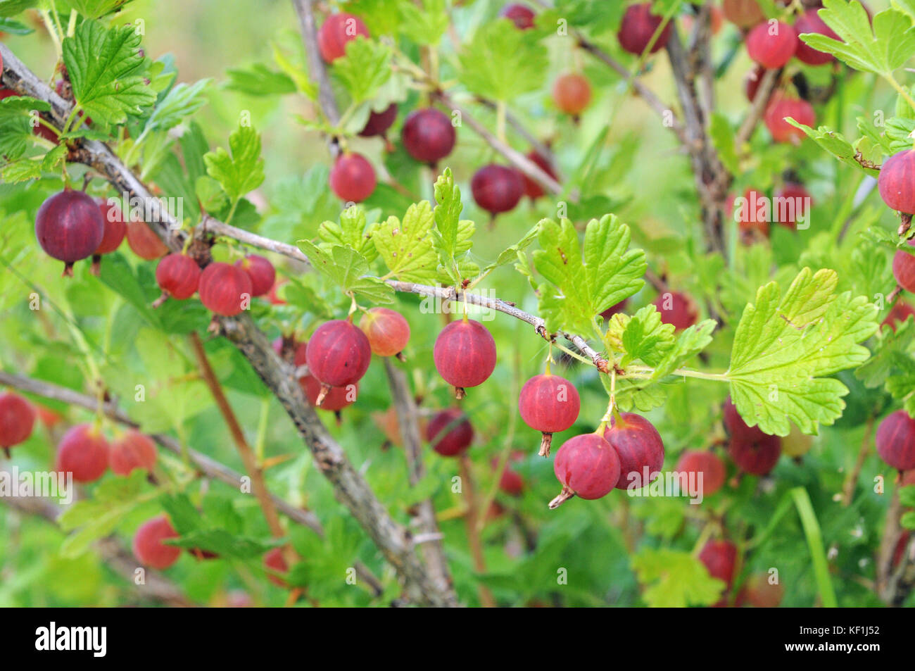 Gooseberries ready to be picked Stock Photo - Alamy