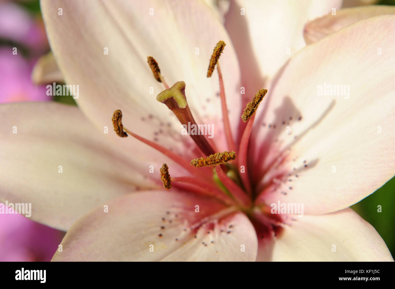 Stamens, stigma and style of a light pink lily flower Stock Photo - Alamy