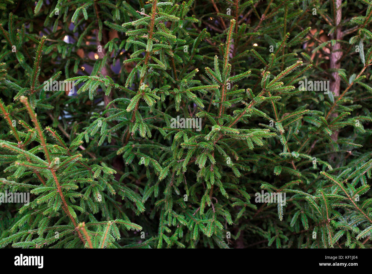 close up of natural fir trees at christmas market Stock Photo - Alamy