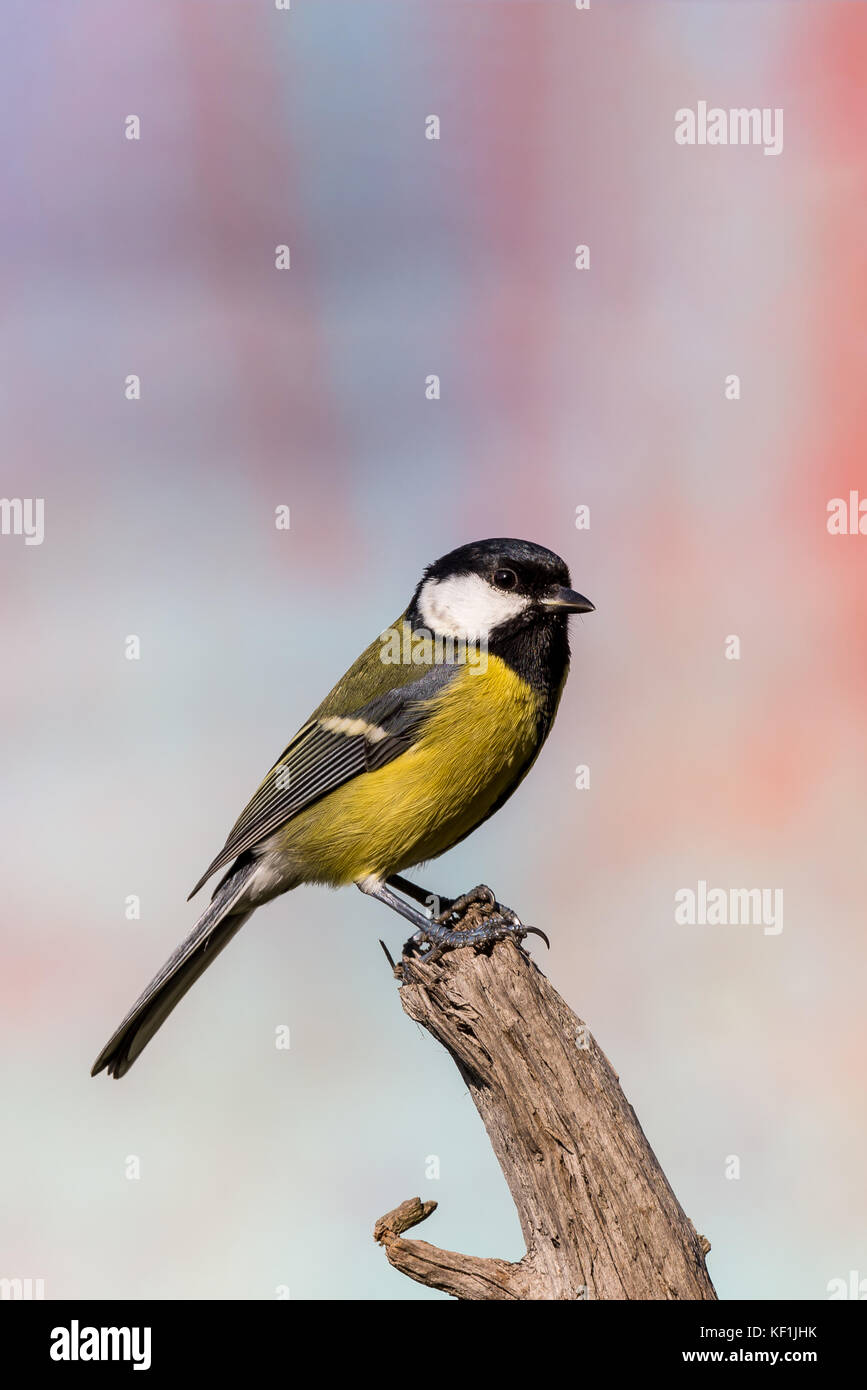 Vertical photo of single male great tit songbird. Bird has yellow ...