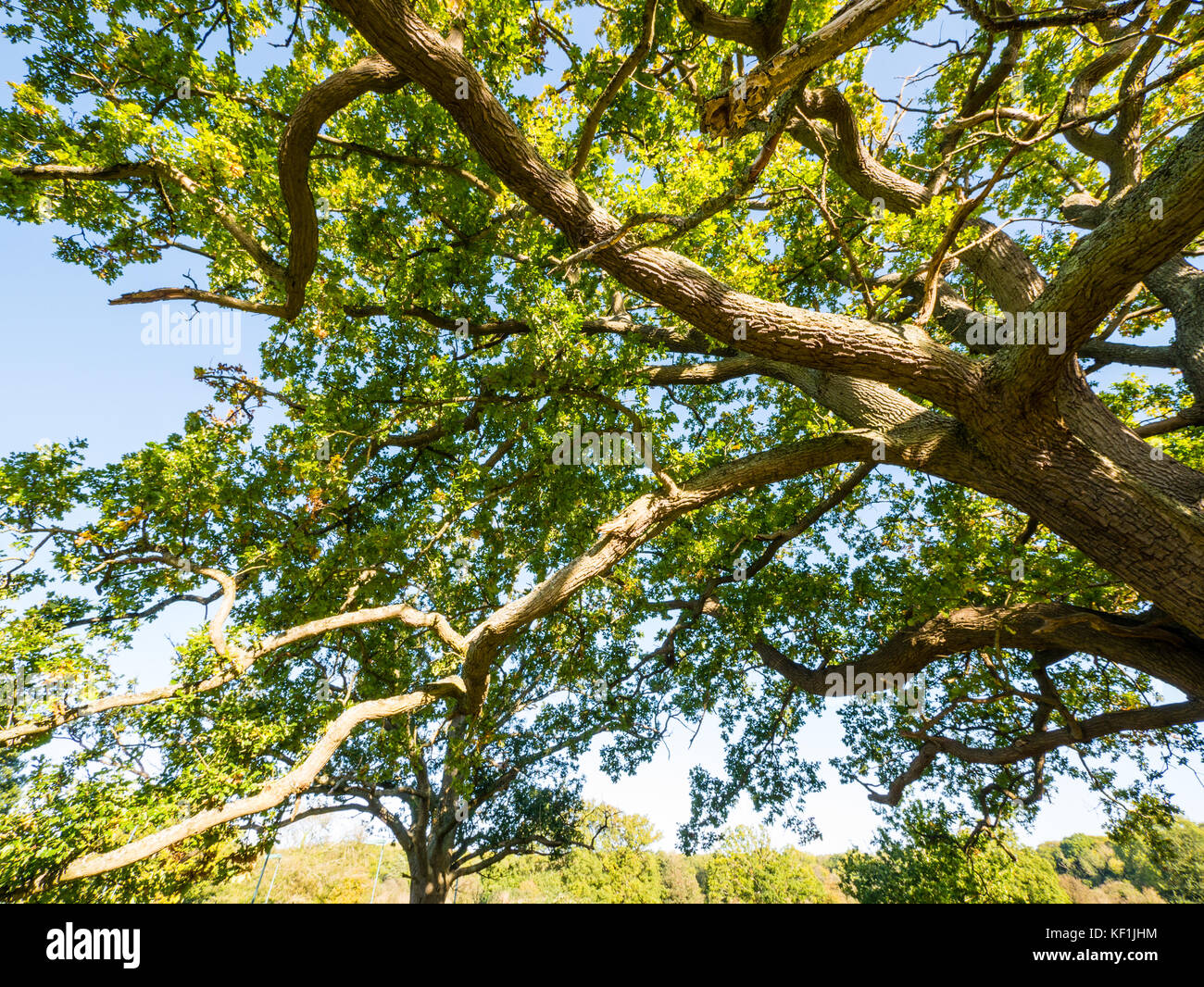 Copse oak trees trees hi-res stock photography and images - Alamy