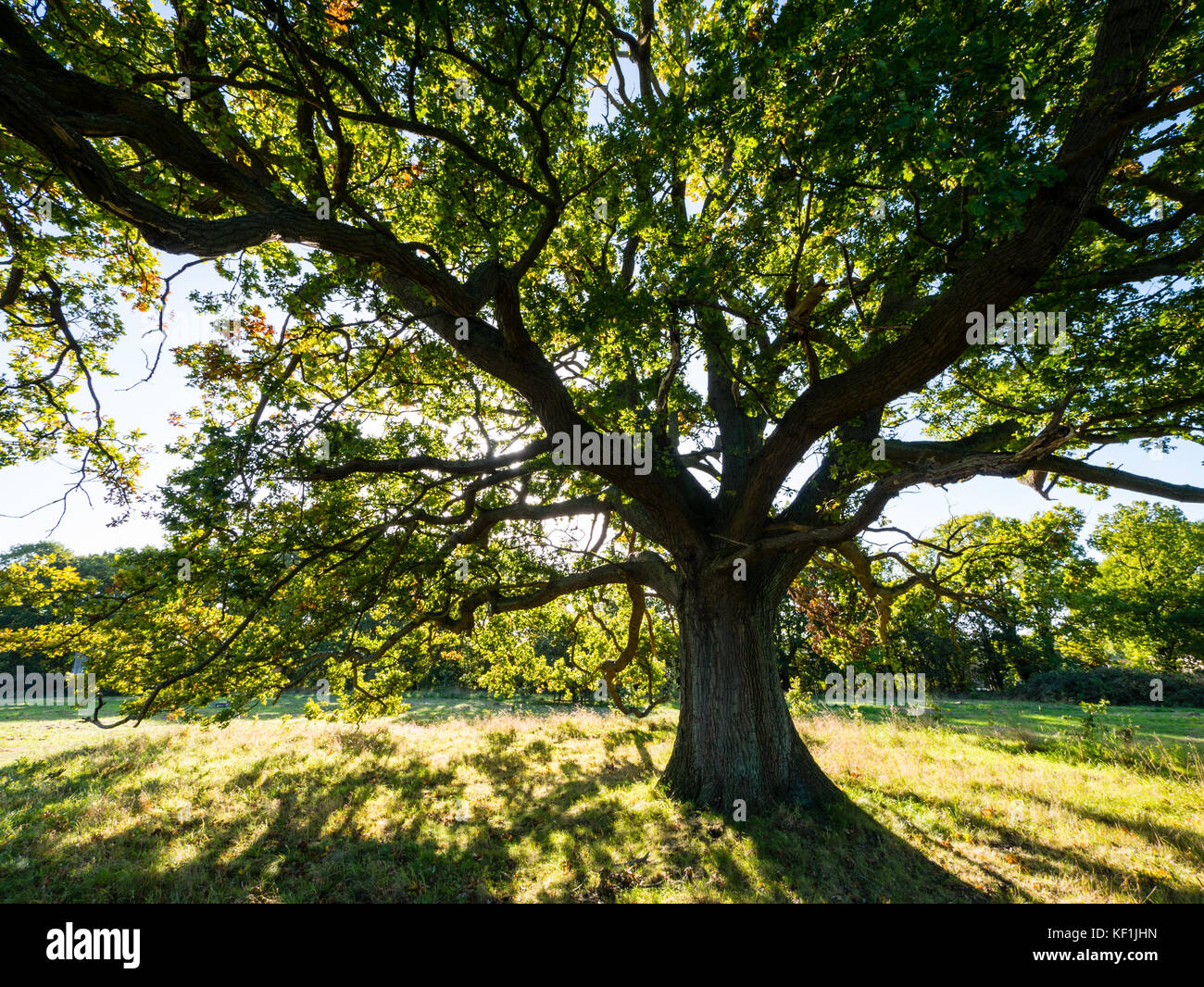 Oak Tree, Clayfield Copse & Blackhouse Wood, Emma Green, Reading ...