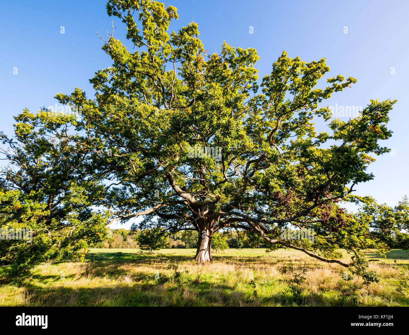 Oak Tree, Clayfield Copse & Blackhouse Wood, Emma Green, Reading ...