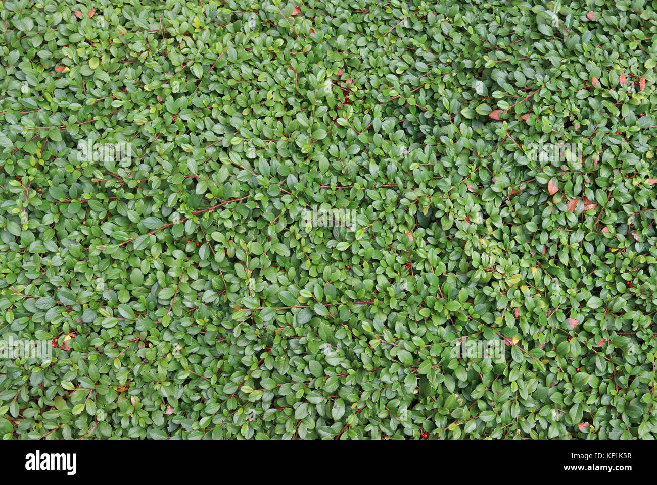Waxy green foliage hi-res stock photography and images - Alamy