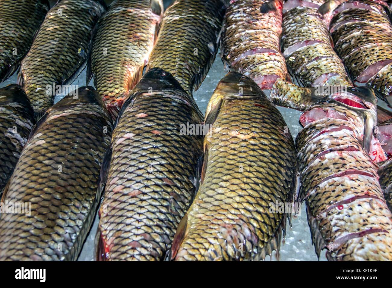 Cetinje, Montenegro - Several different types of freshwater fish ...