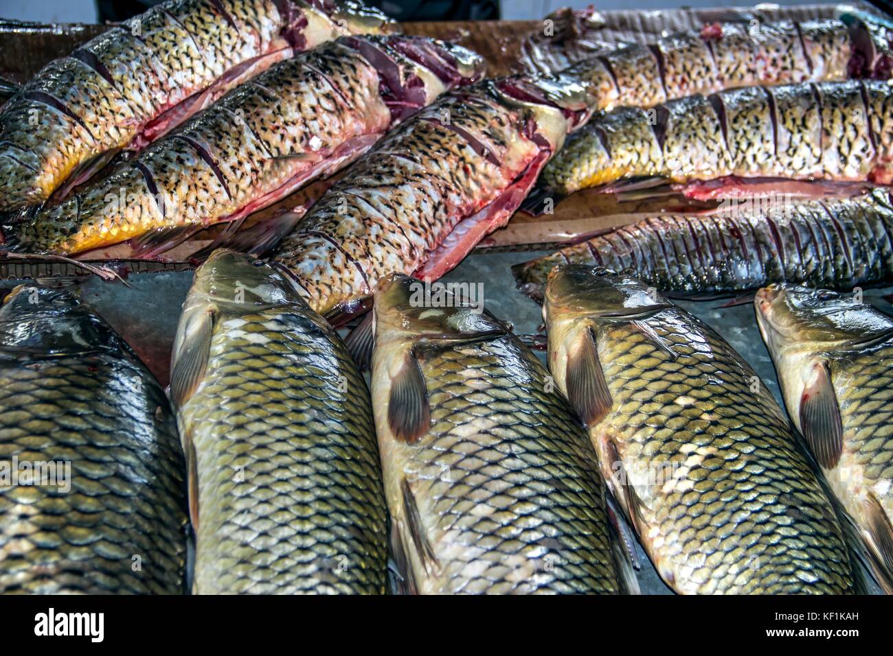 Cetinje, Montenegro - Several different types of freshwater fish ...