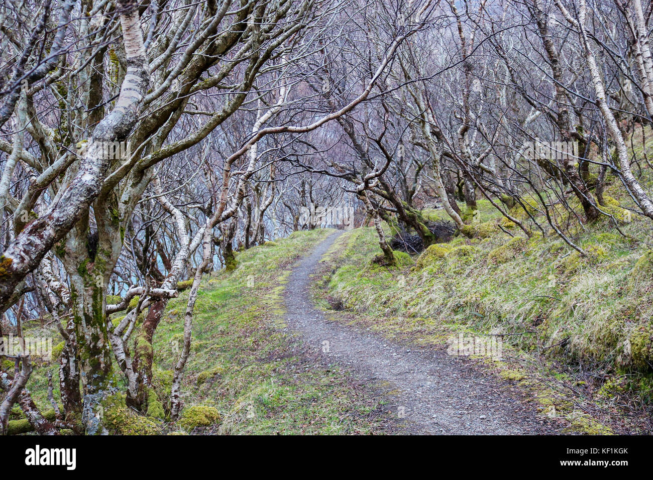 Forest Pathway Leads through Bare Trees Stock Photo - Alamy