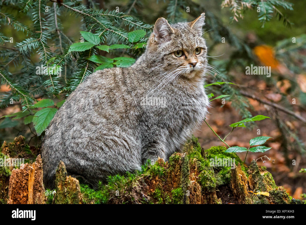European wildcat / wild cat (Felis silvestris silvestris) sitting on ...