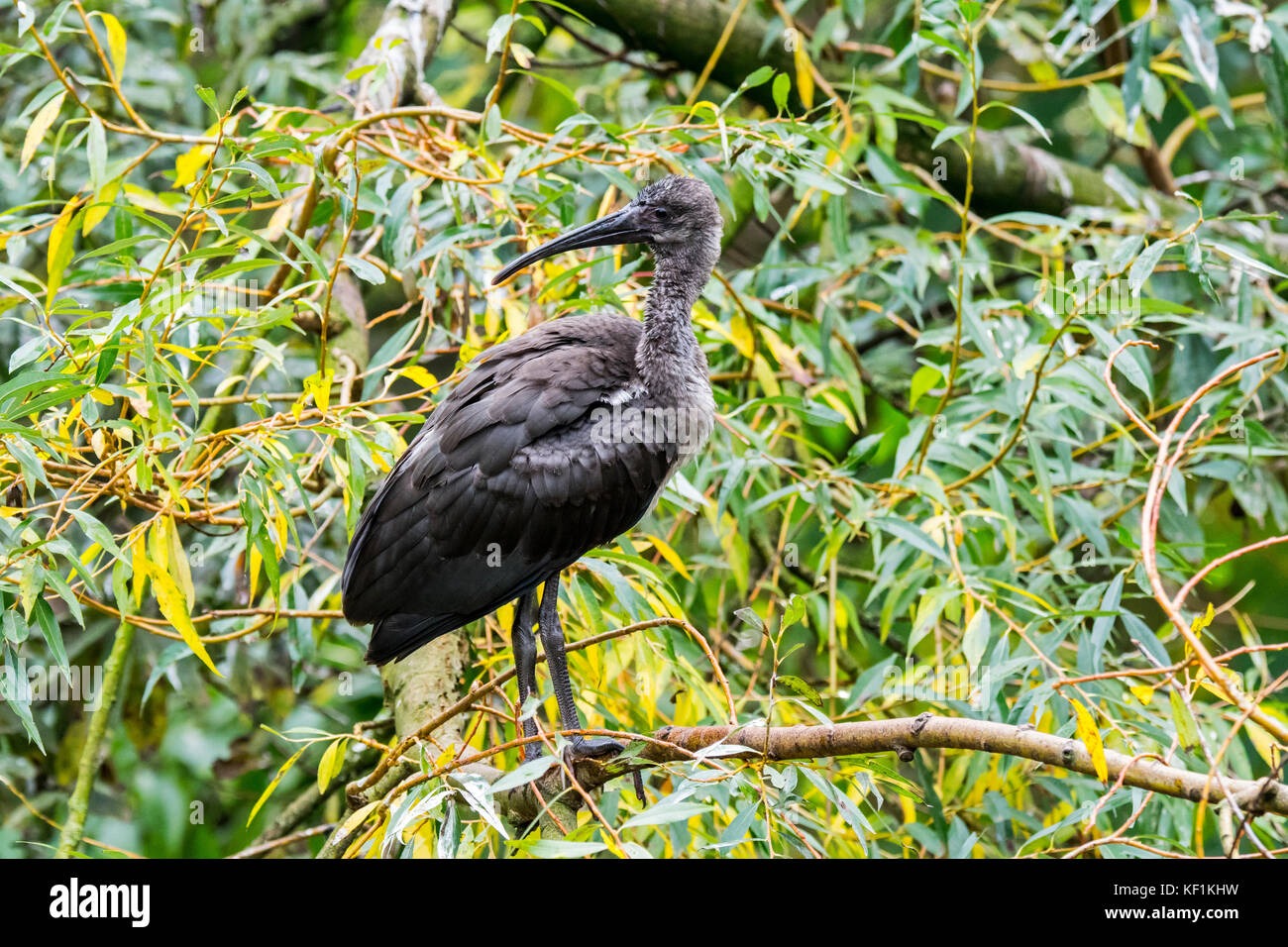 Hadeda ibis (Bostrychia hagedash) native to Sub-Saharan Africa Stock ...