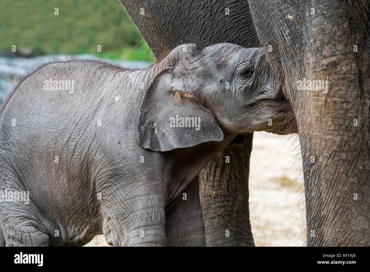 Baby elephant nursing hi-res stock photography and images - Alamy